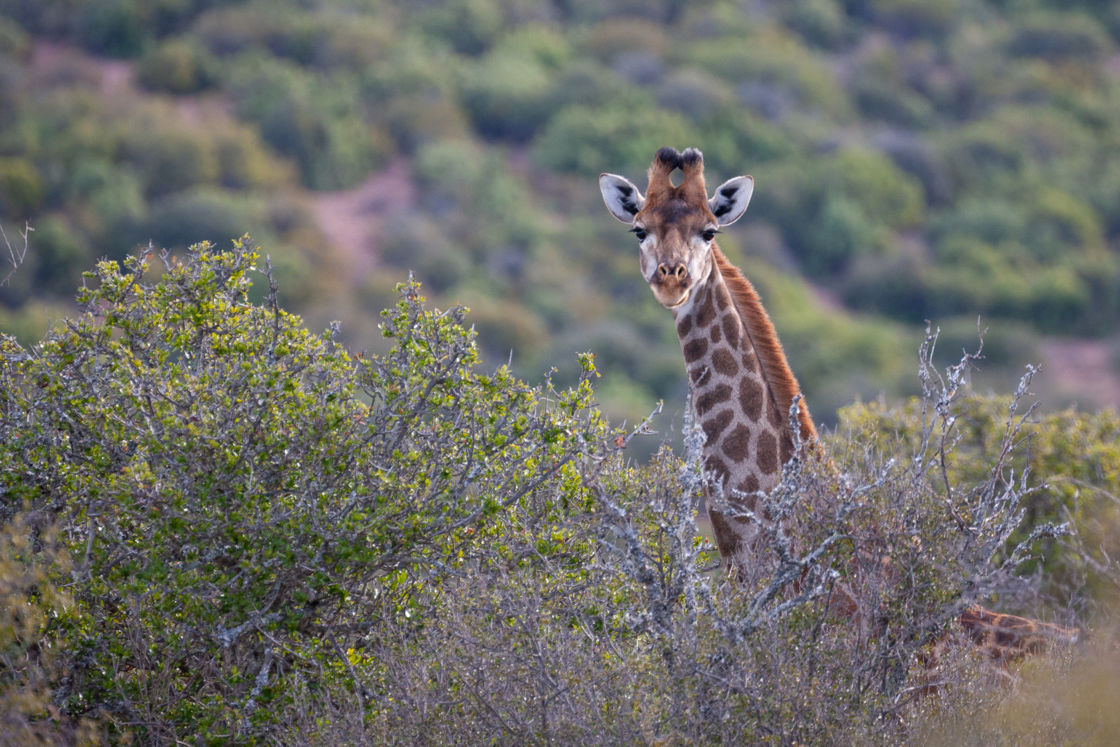 English + Safari Course - Learn with EC English